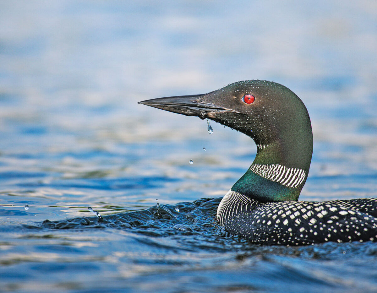 Introduction to the Loon-Friendly Lake Certification Program - Shore ...